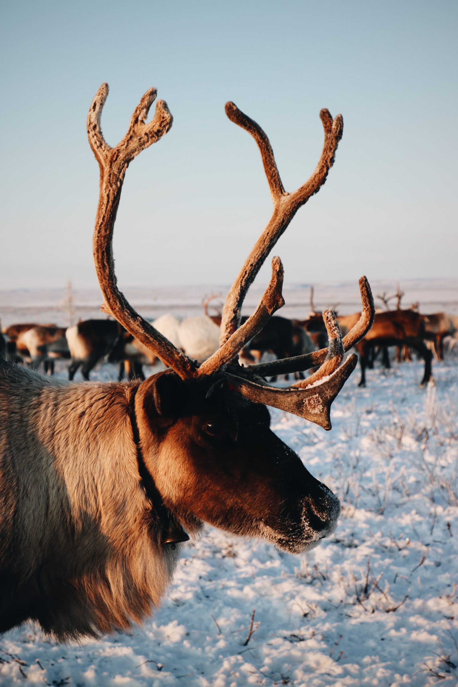 A la rencontre du peuple Nenets | Marguerite & Troubadour